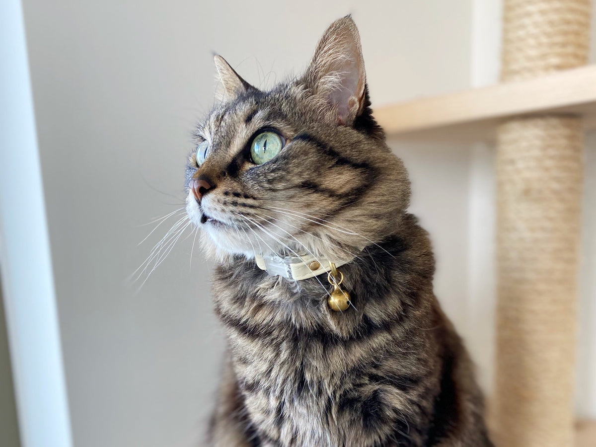 Why Do Cat Collars Have Bells? – Noggins & Binkles