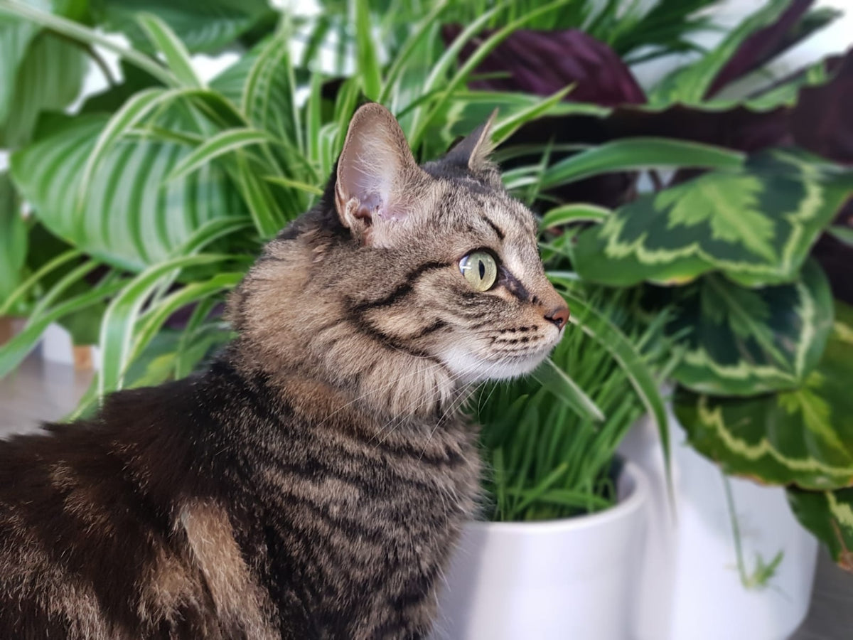 What Houseplants Are Safe for Cats - Non Toxic Plants For Cats ...