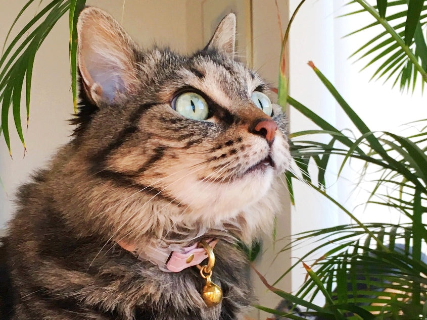 How Long Does it Take for a Cat to Get Used to a Collar? – Noggins ...